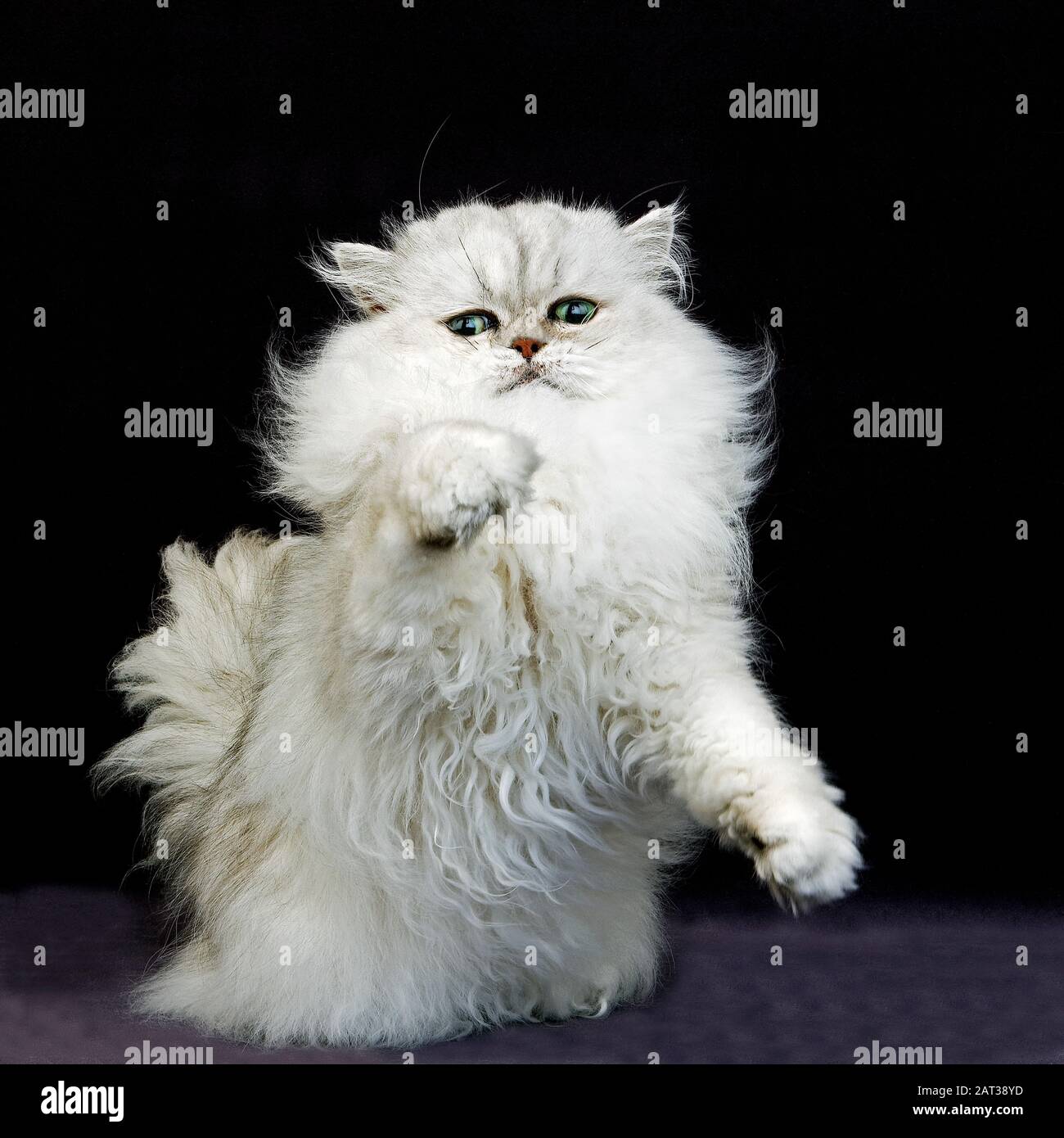 Silver Chinchilla Persian Domestic Cat, Adult playing against Black ...