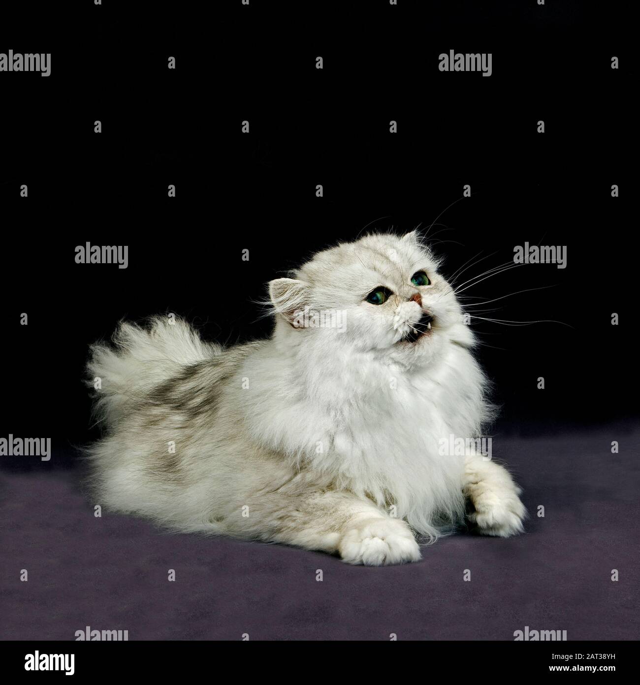 Silver Chinchilla Persian Domestic Cat, Adult laying against Black ...