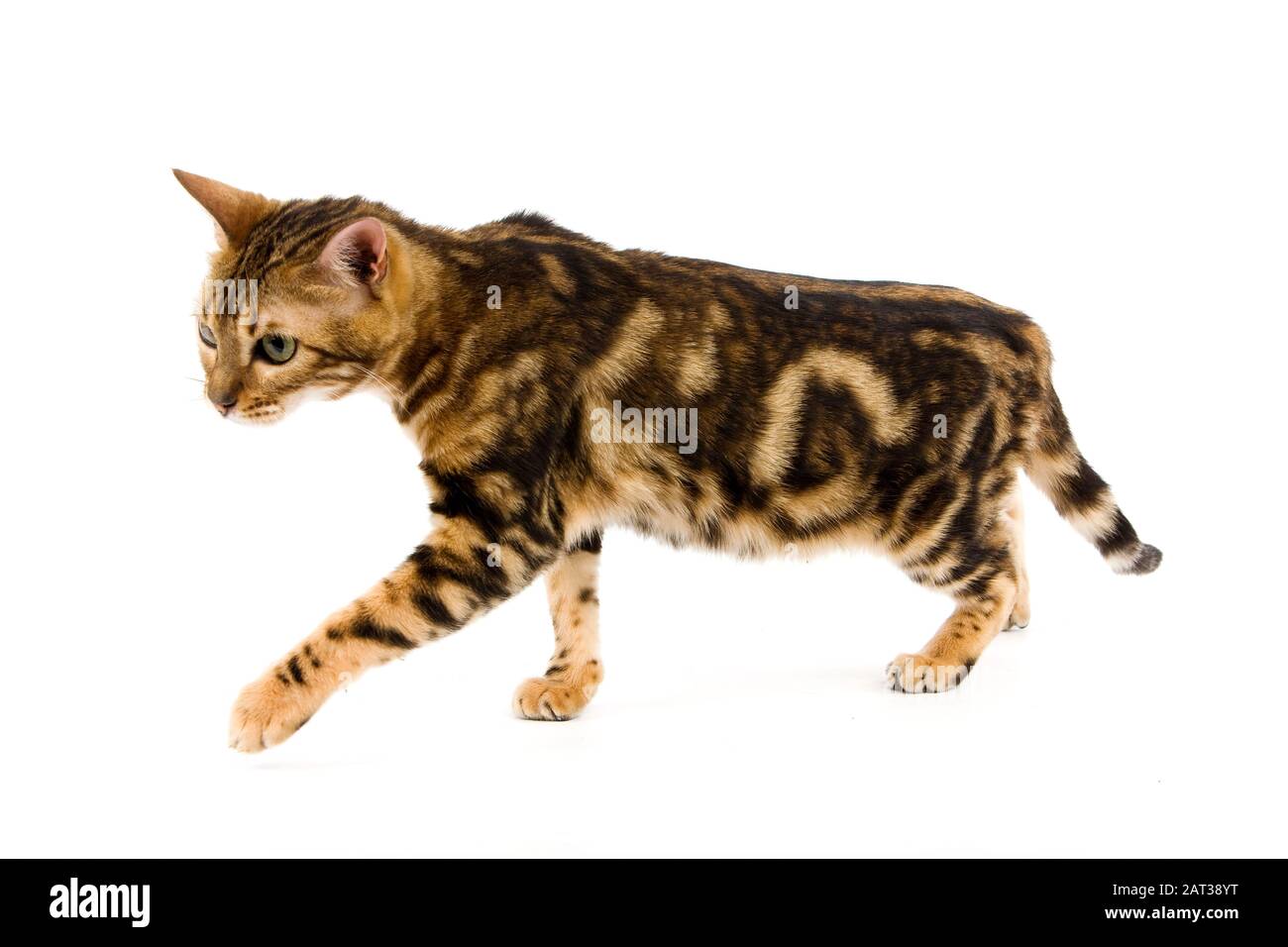 Brown Marbled Tabby Bengal Domestic Cat, Adult standing against White ...