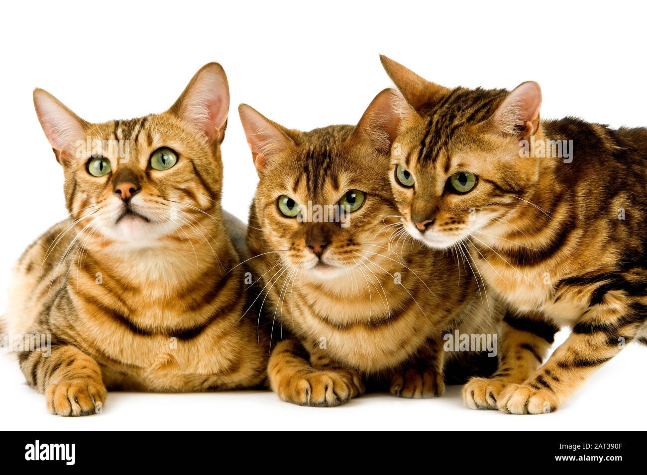 Brown Spotted Tabby and Brown Marbled Tabby Bengal Domestic Cat, Adult ...