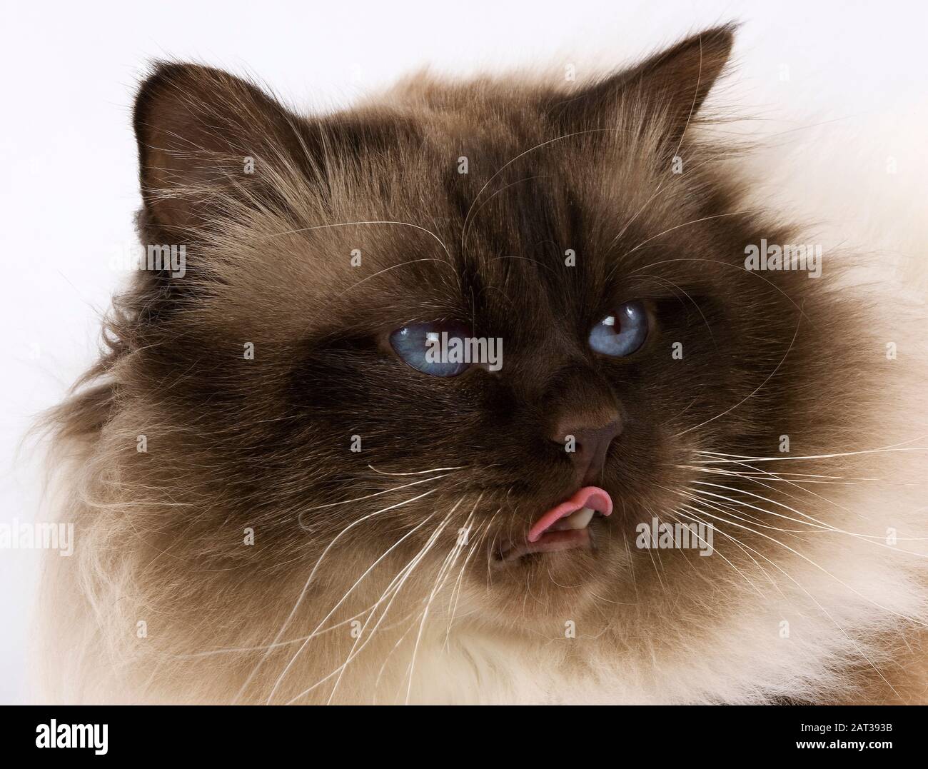 Chocolate Birmanese Domestic Cat, Portrait of Adult against White ...