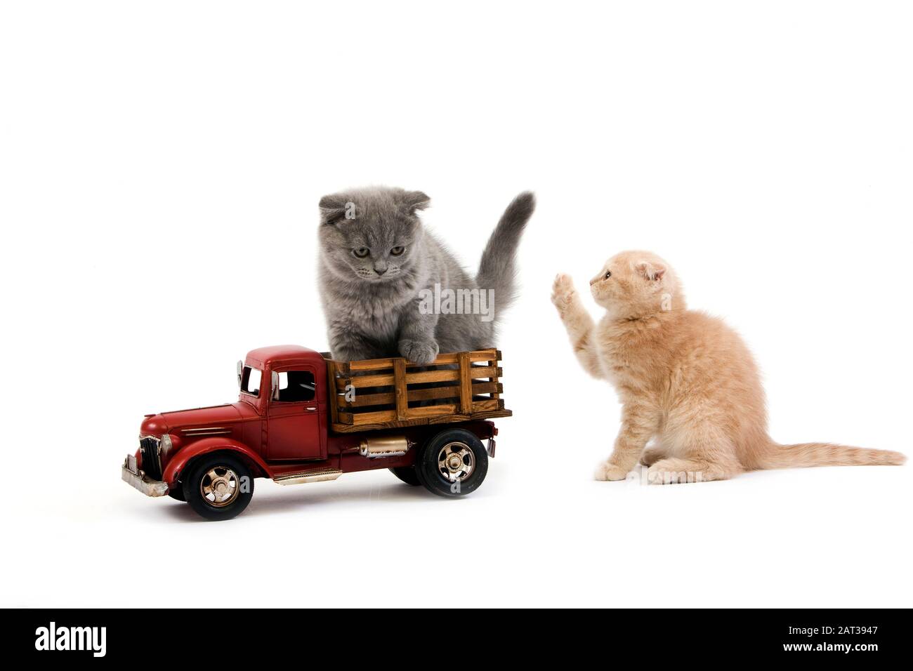 Blue Scottish Fold and Cream Scottish Fold Domestic Cat, 2 Months Old ...