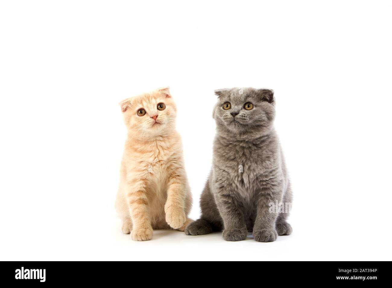Blue Scottish Fold and Cream Scottish Fold Domestic Cat, 2 Months Old ...