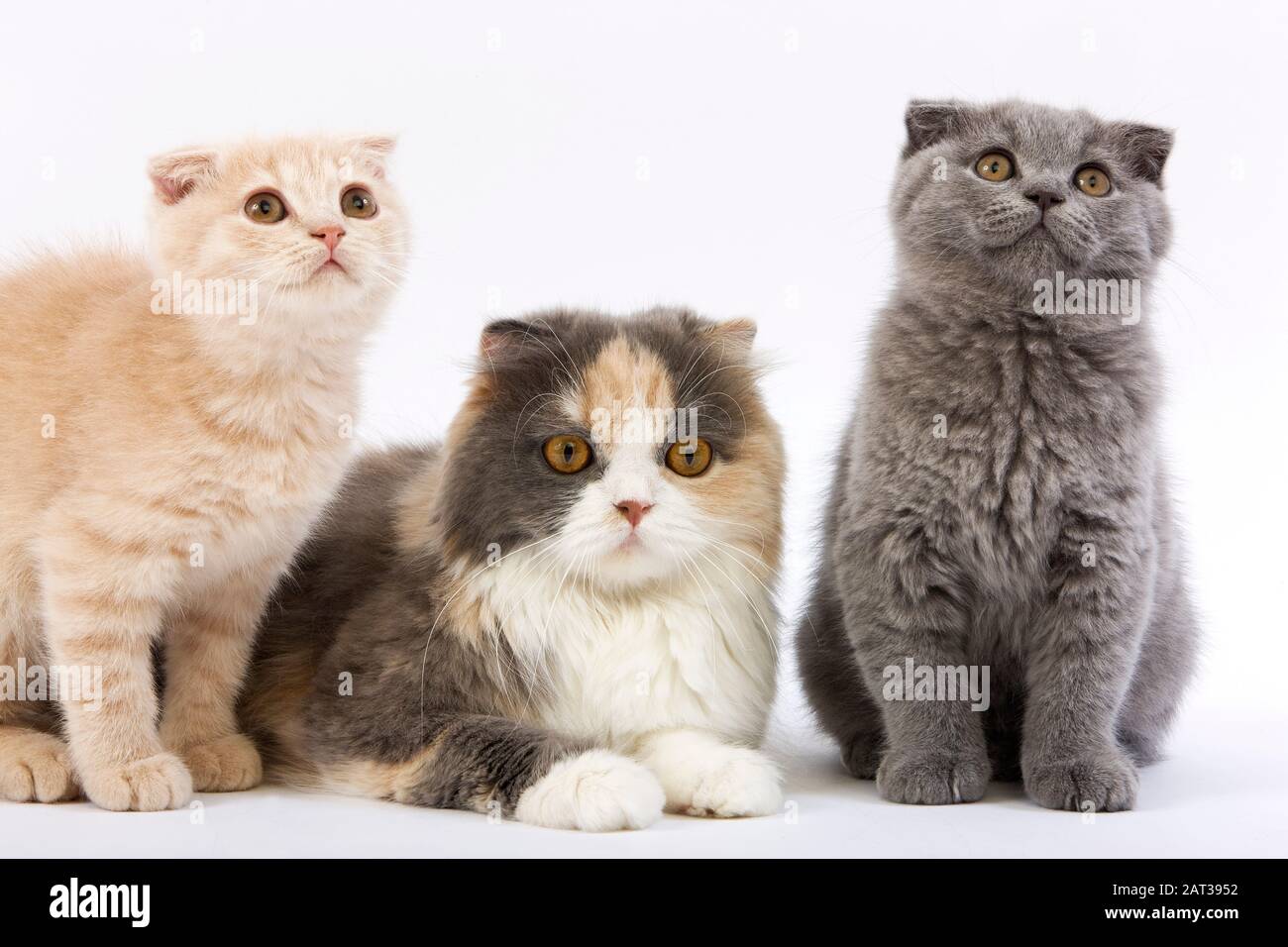 Blue Cream and White Highland Fold Female with 2 Months Old Kittens ...