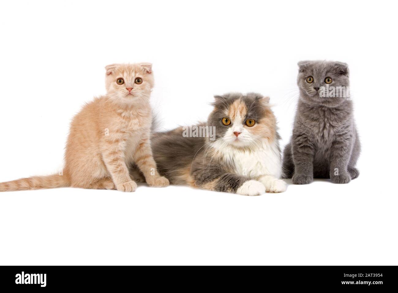 Blue Cream and White Highland Fold Female with 2 Months Old Kittens ...