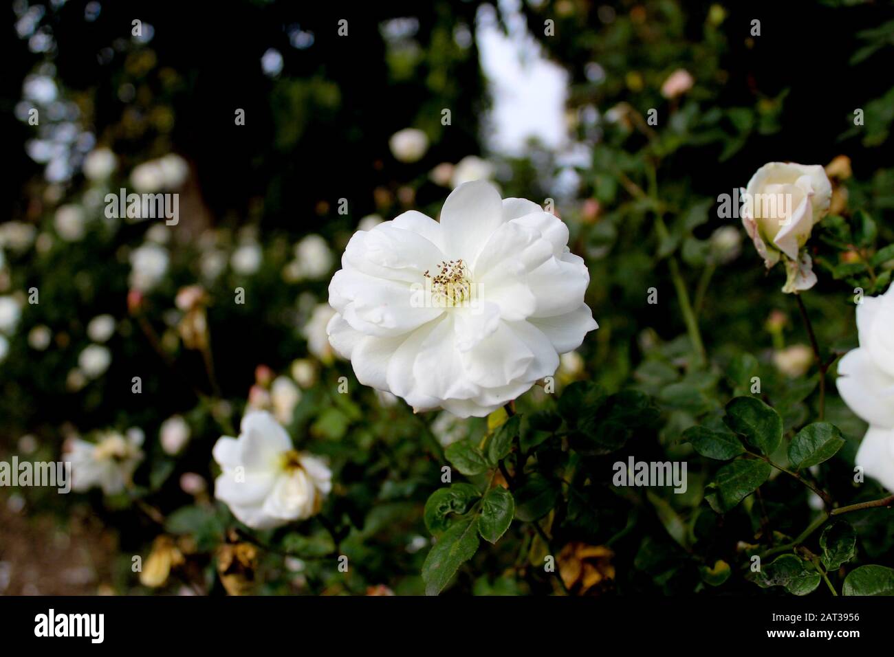 White is the color of purity, innocence and sacred love. It represents ...