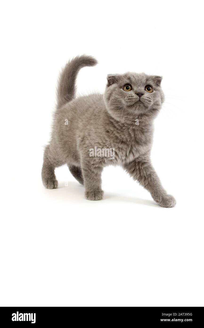 Blue Scottish Fold Domestic Cat, 2 Months Old Kitten against White ...