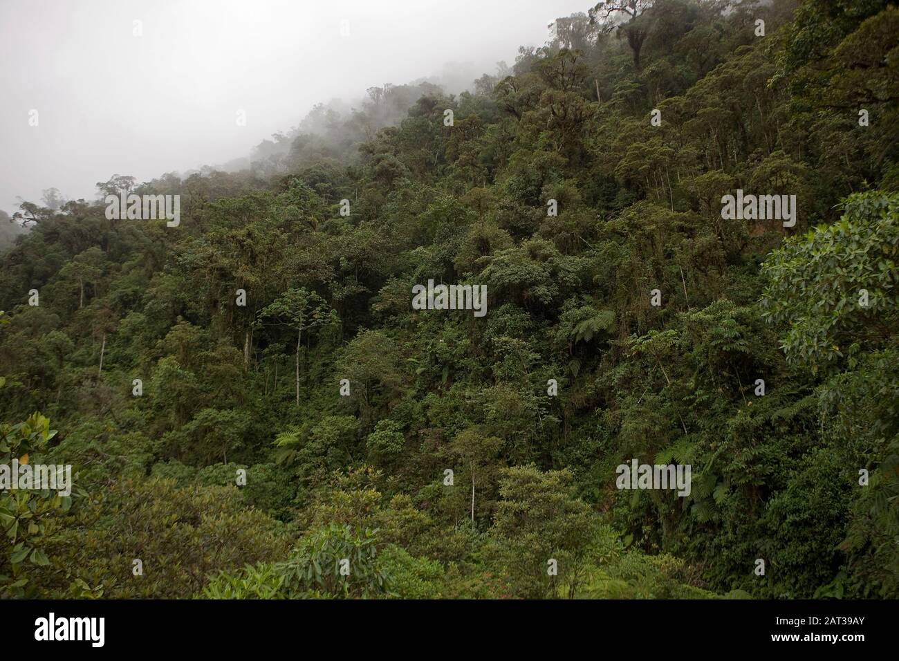 Tropical Forest, Manu National Park in Peru Stock Photo - Alamy