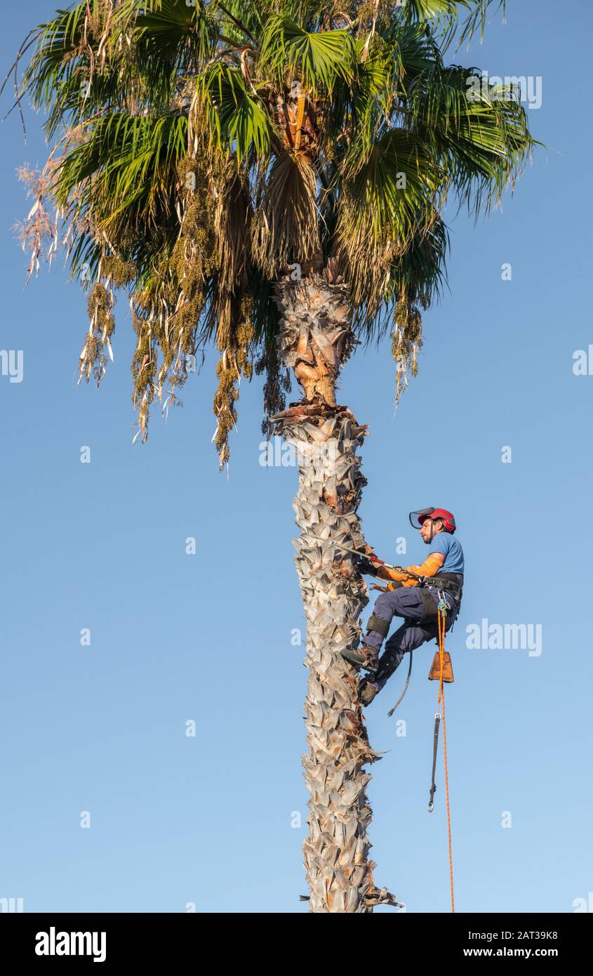 Arborist or tree surgeon, pruning a palm Stock Photo - Alamy