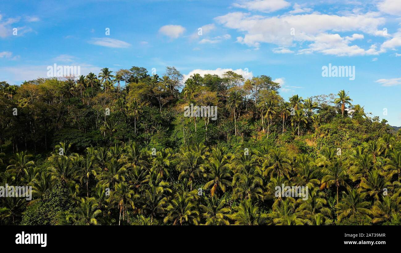 Palm trees luzon philippines hi-res stock photography and images - Alamy