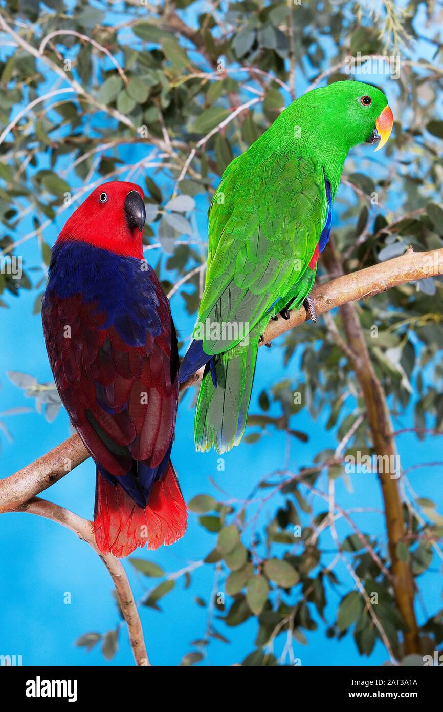Eclectus Parrot, eclectus roratus, Male with Female standing on Branch ...