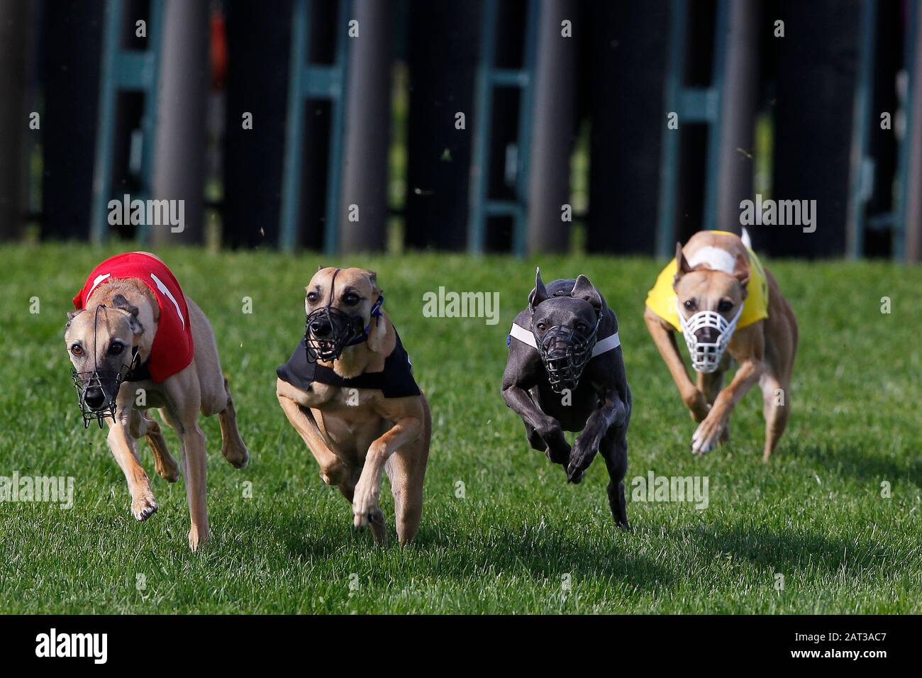 Whippet Dogs running, Racing at Track Stock Photo - Alamy