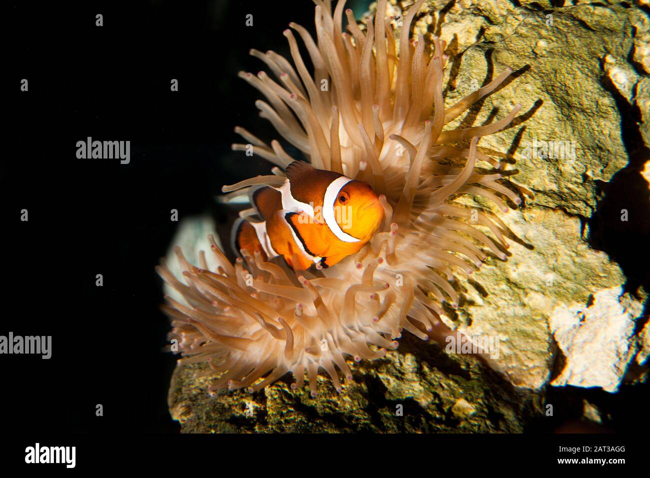 Ocellaris Clownfish, amphiprion ocellaris, Adult standing in Sea ...