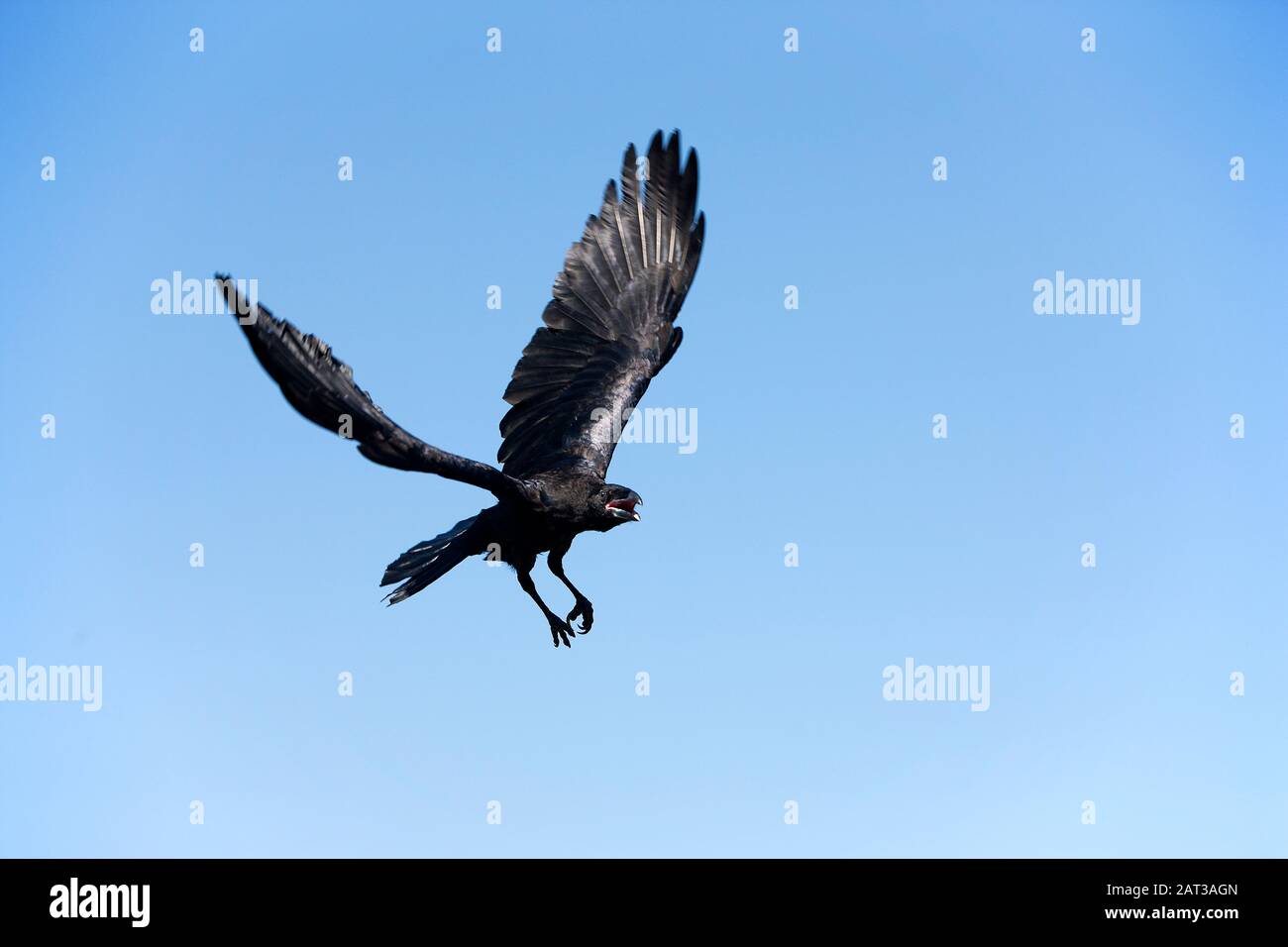 Common raven in full flight hi-res stock photography and images - Alamy