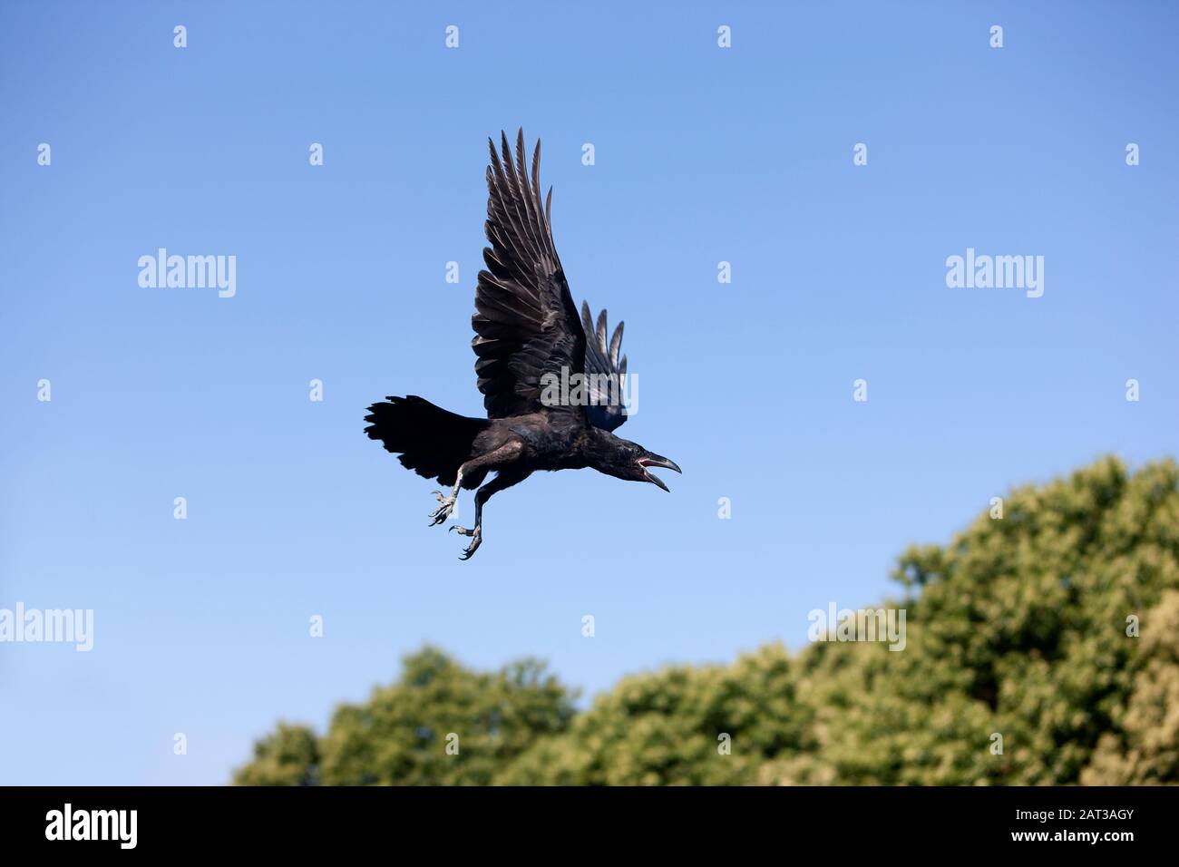 Common raven in full flight hi-res stock photography and images - Alamy