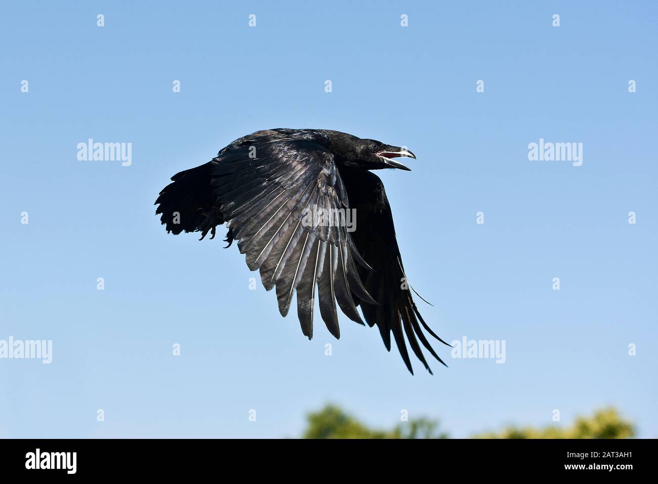 Common raven in full flight hi-res stock photography and images - Alamy