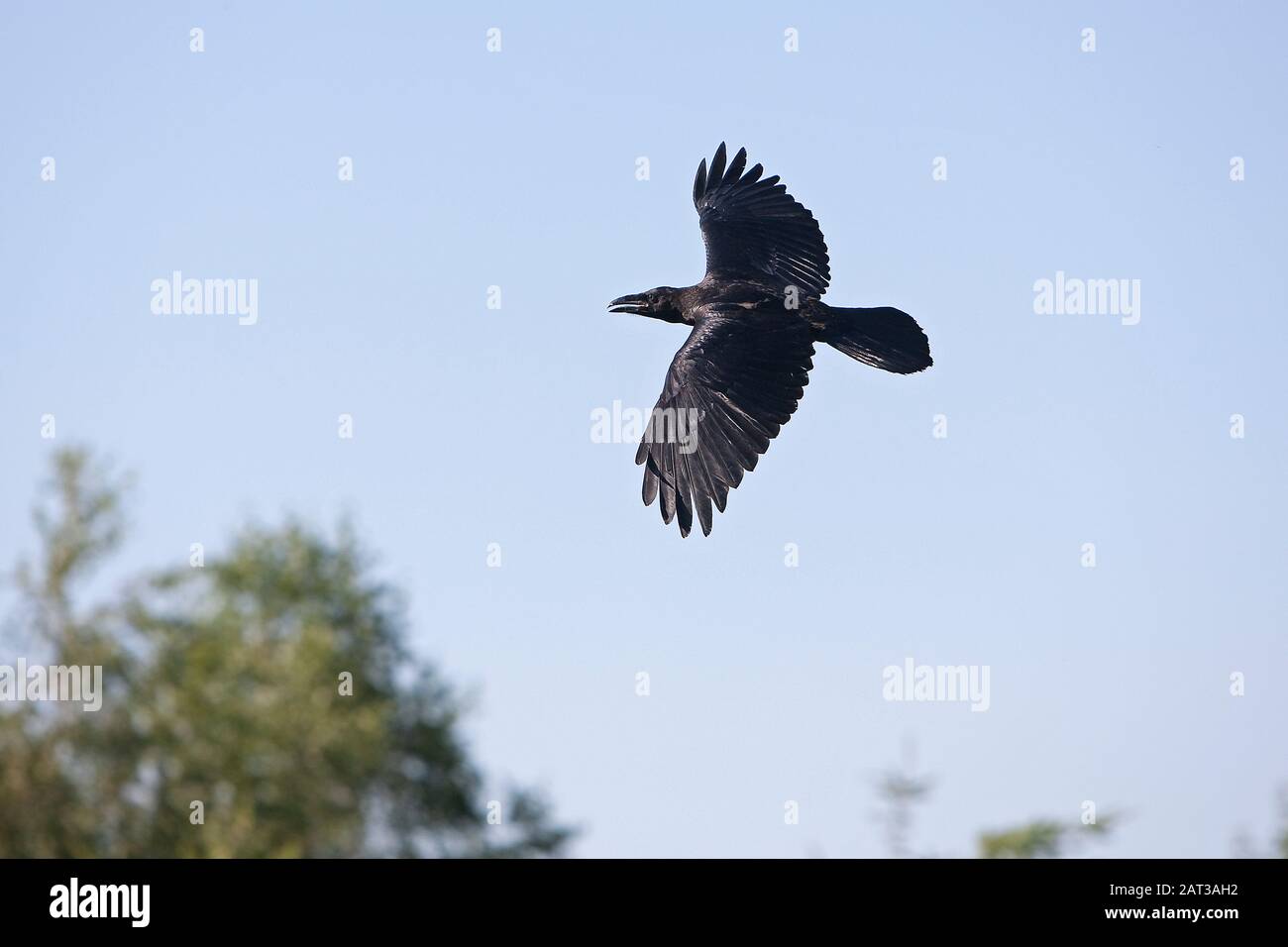 Common raven in full flight hi-res stock photography and images - Alamy
