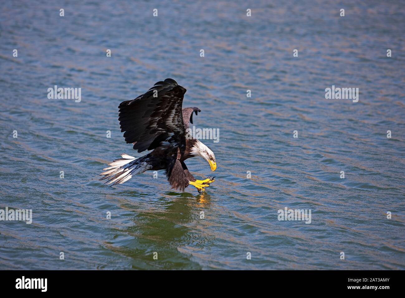 Bald Eagle, haliaeetus leucocephalus, Juvenile in Flight above Water ...