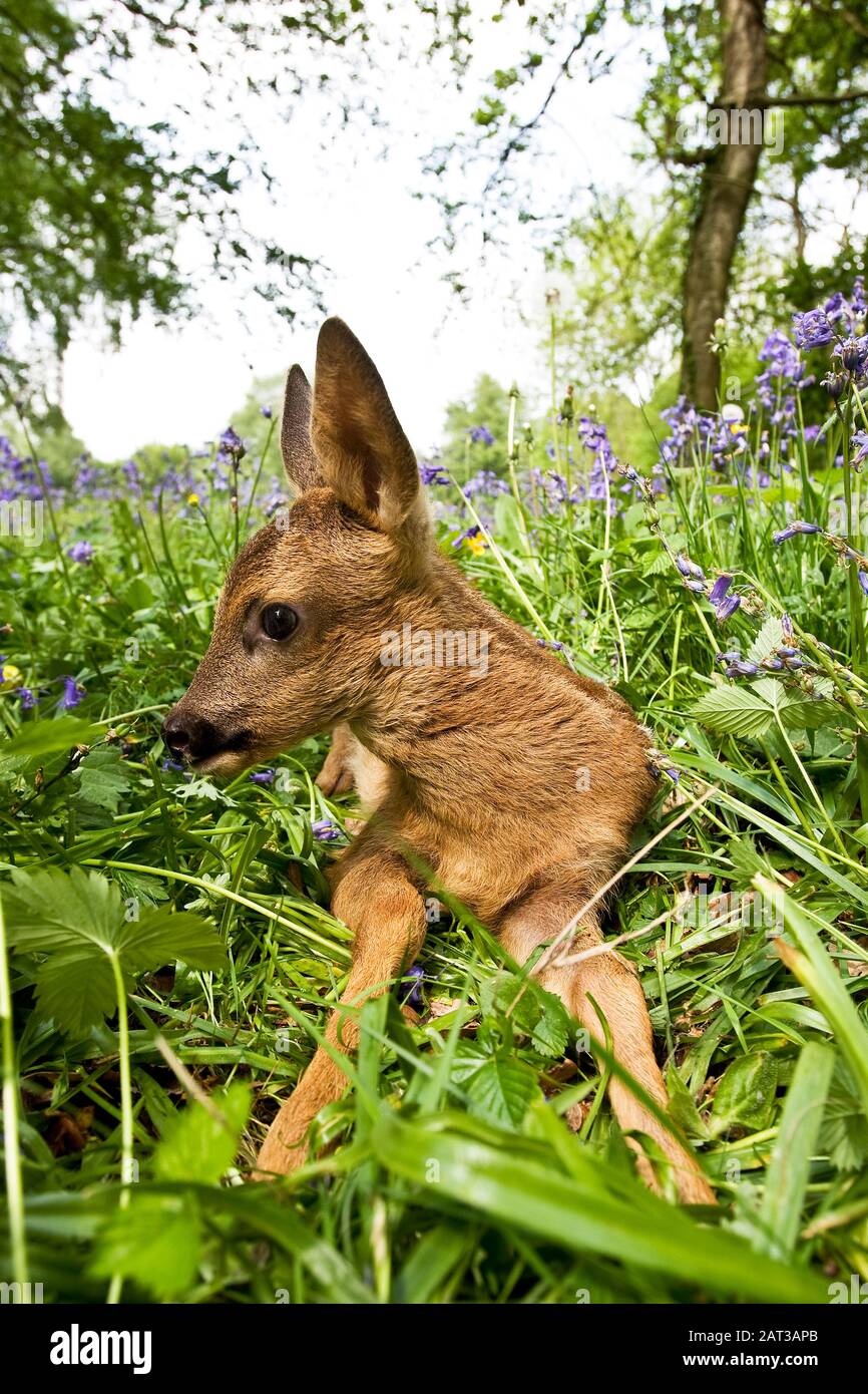 Roe Deer, capreolus capreolus, Fawn laying in Flowers, Normandy Stock ...