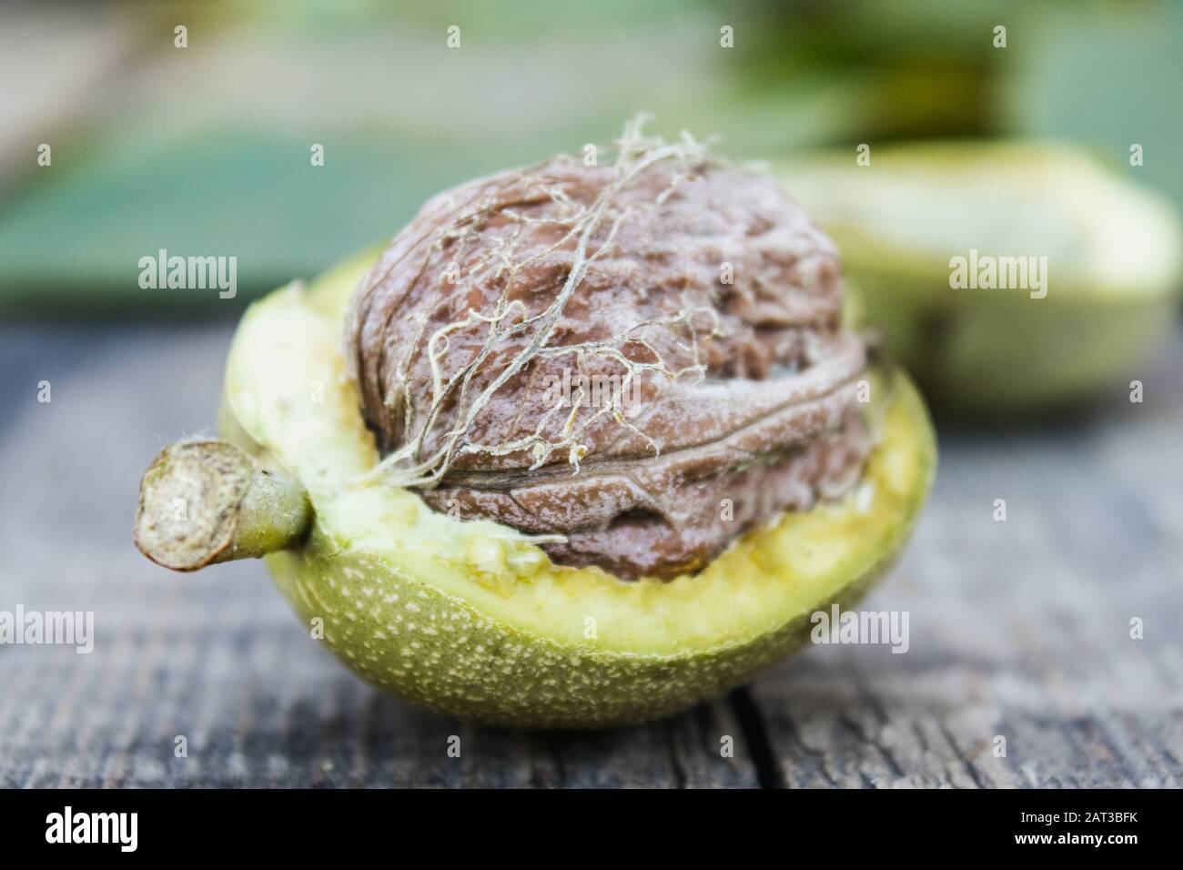 Fresh walnuts in a green shell on an old wooden table. Nuts in green ...