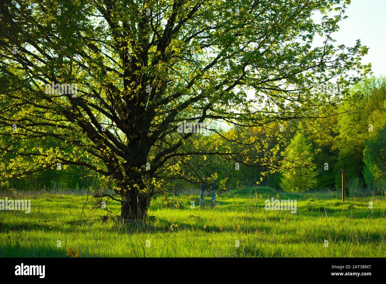 Big green tree. Ecology concept Stock Photo - Alamy