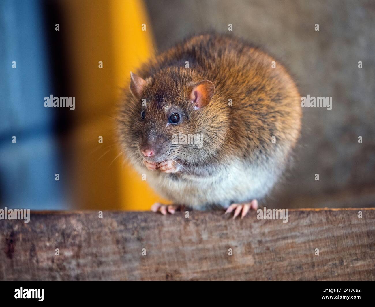 Brown Rats Rattus norvegicus in farm barn Stock Photo - Alamy