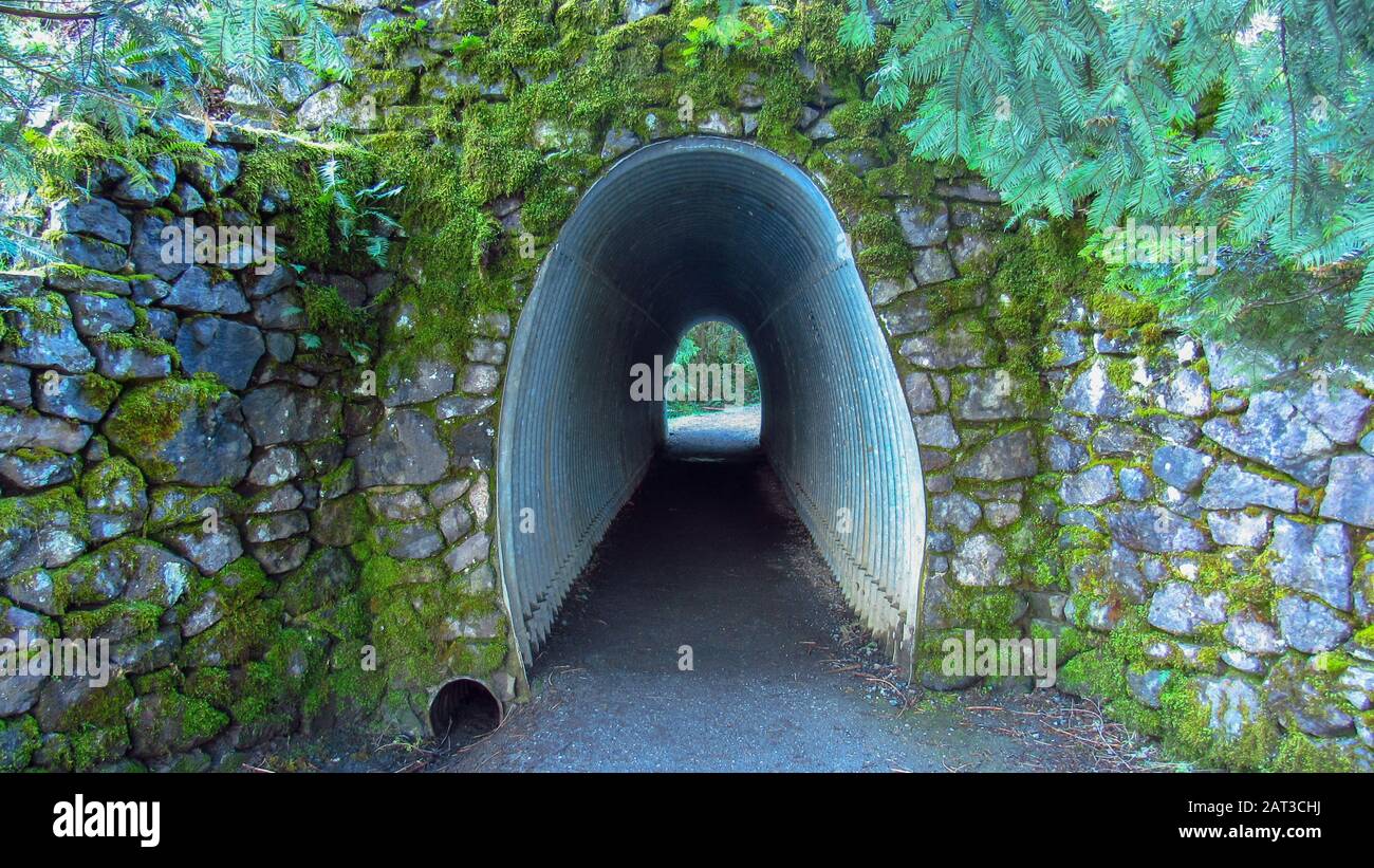 Stone tunnel covered with moss near fir tree leaves during daytime ...