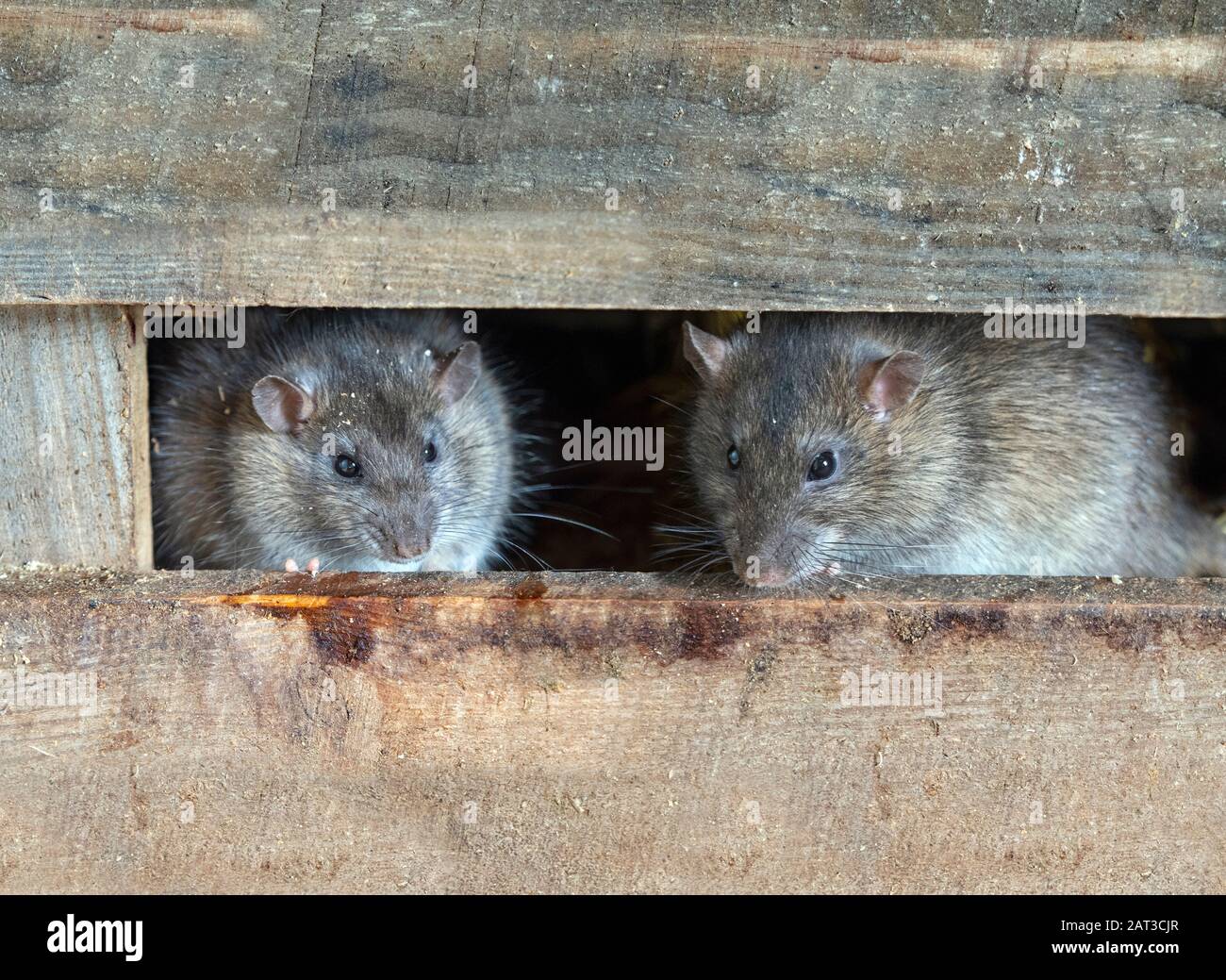Brown Rats Rattus norvegicus in farm barn Stock Photo - Alamy