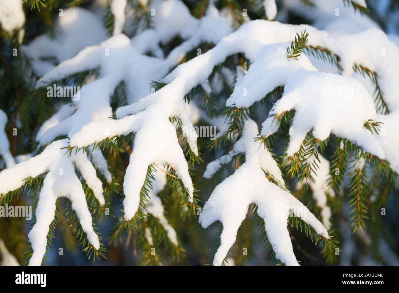 Christmas tree in the forest. Snow. Winter Stock Photo - Alamy