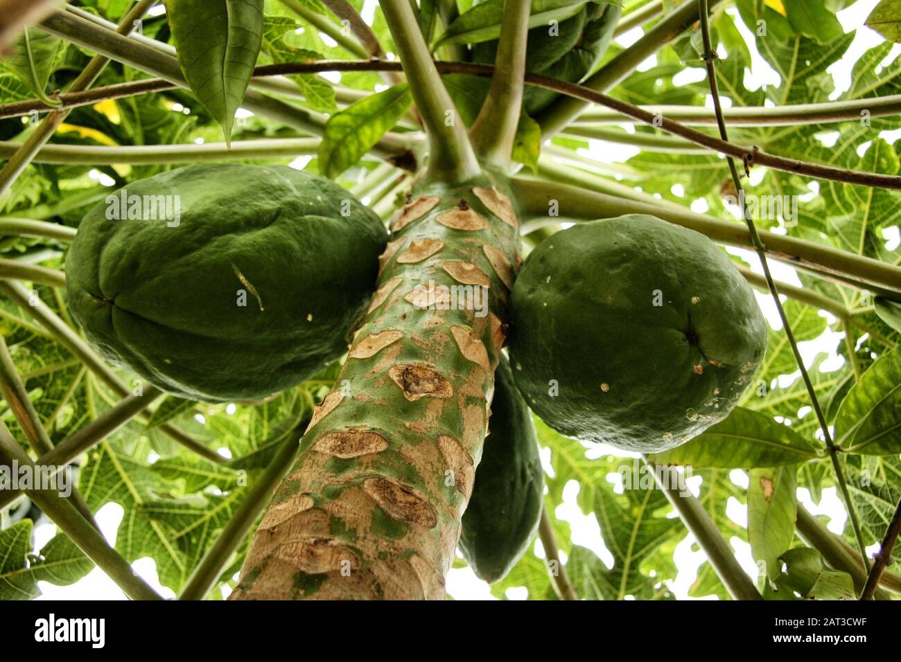 Cocoa tree monochrome hi-res stock photography and images - Alamy