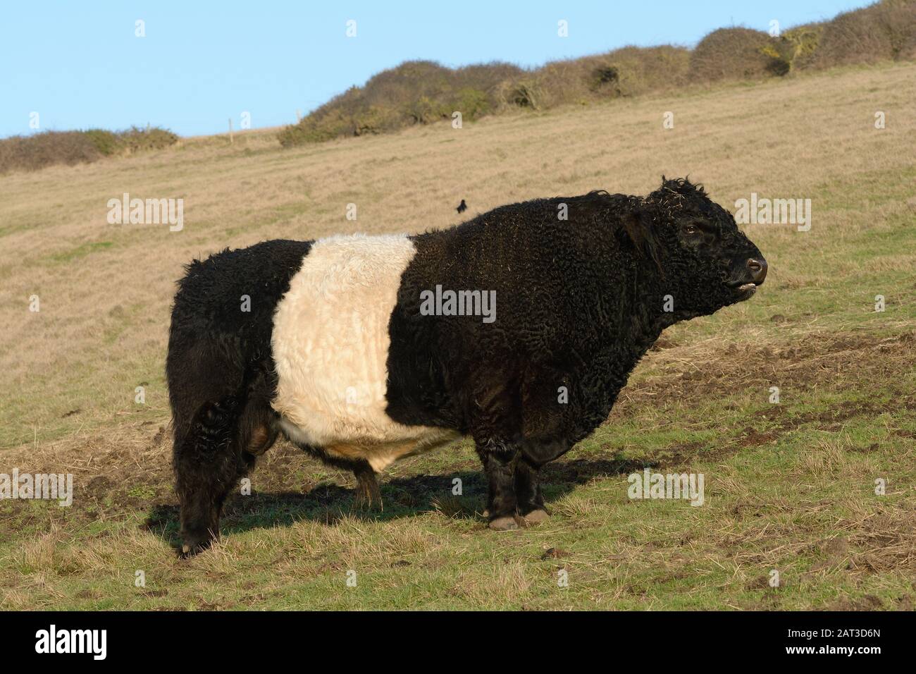 Belted Galloway cattle Stock Photo - Alamy