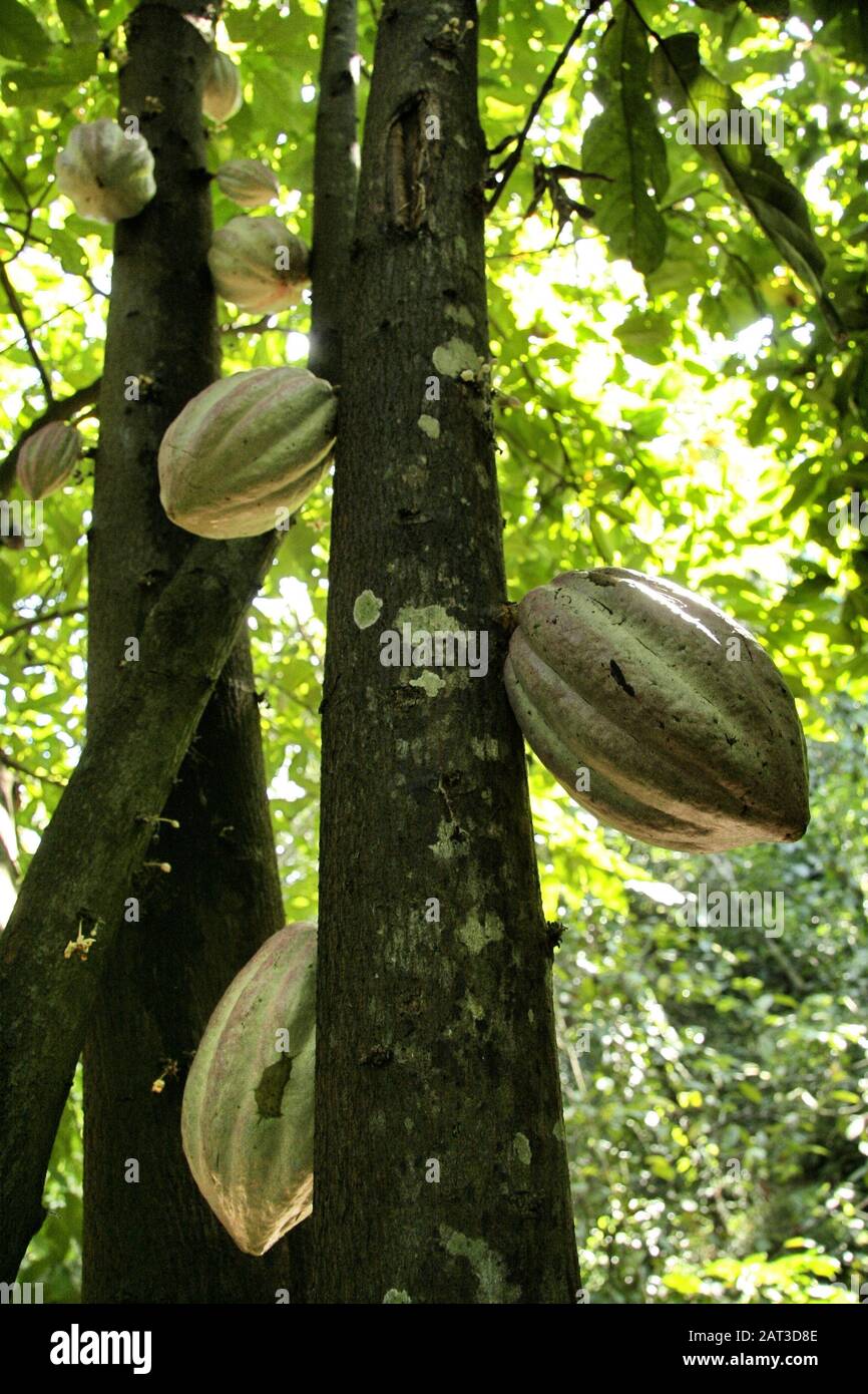 Low angle shot of a cocoa tree with blooming cocoa beans on it Stock ...
