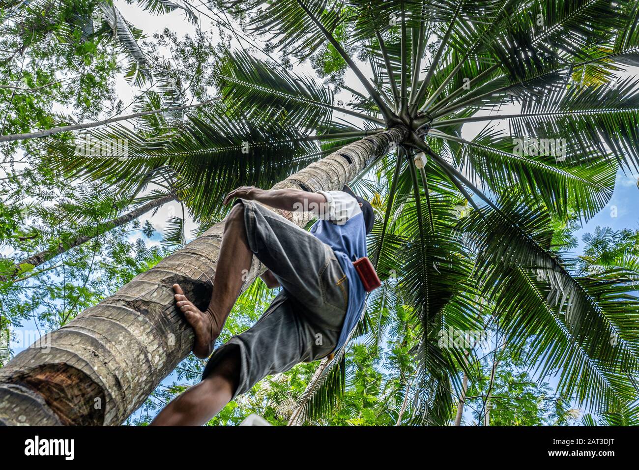 Climbing tall palm tree hi-res stock photography and images - Alamy