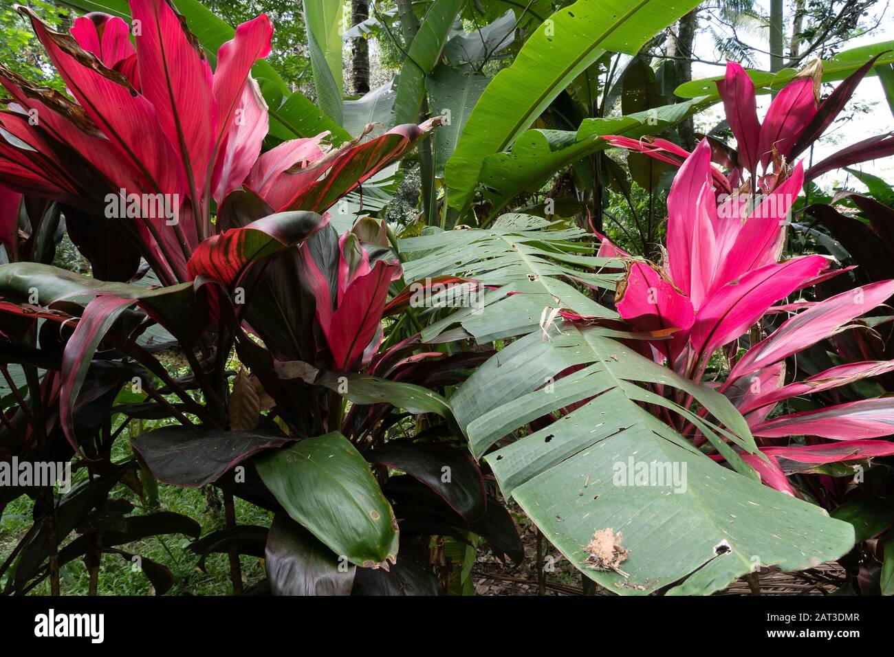 Tea ti tree hi-res stock photography and images - Alamy