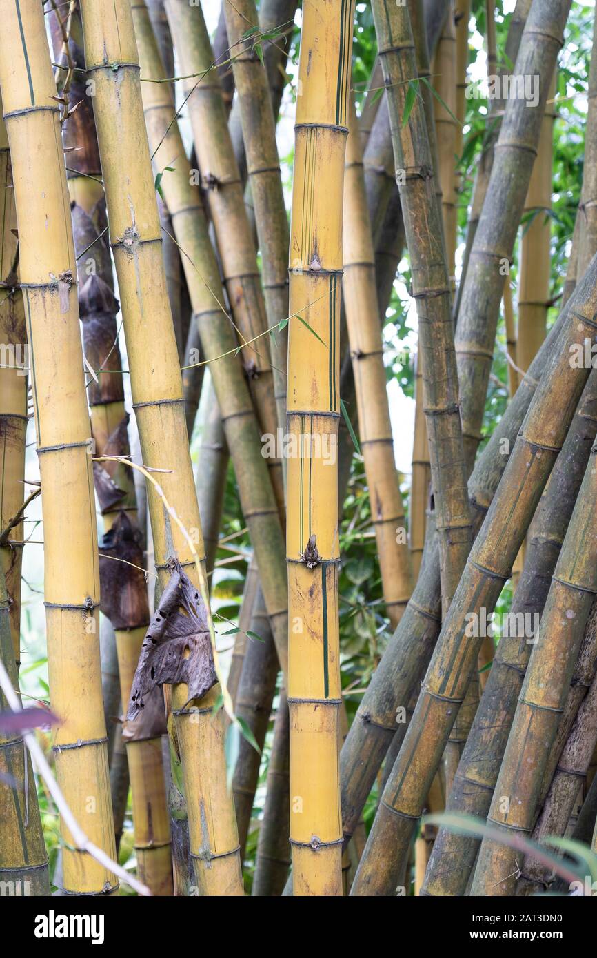 Bamboo grove china chinese hi-res stock photography and images - Alamy