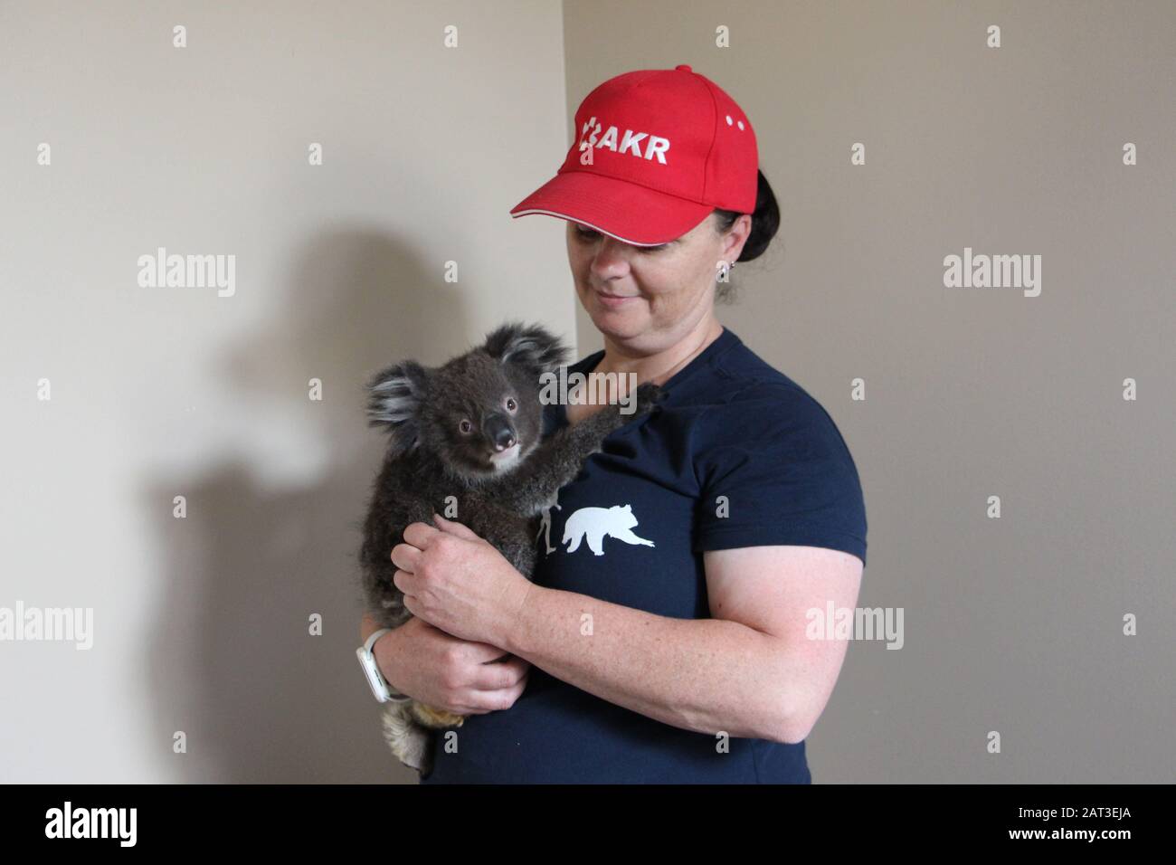 Injured koala hi-res stock photography and images - Alamy