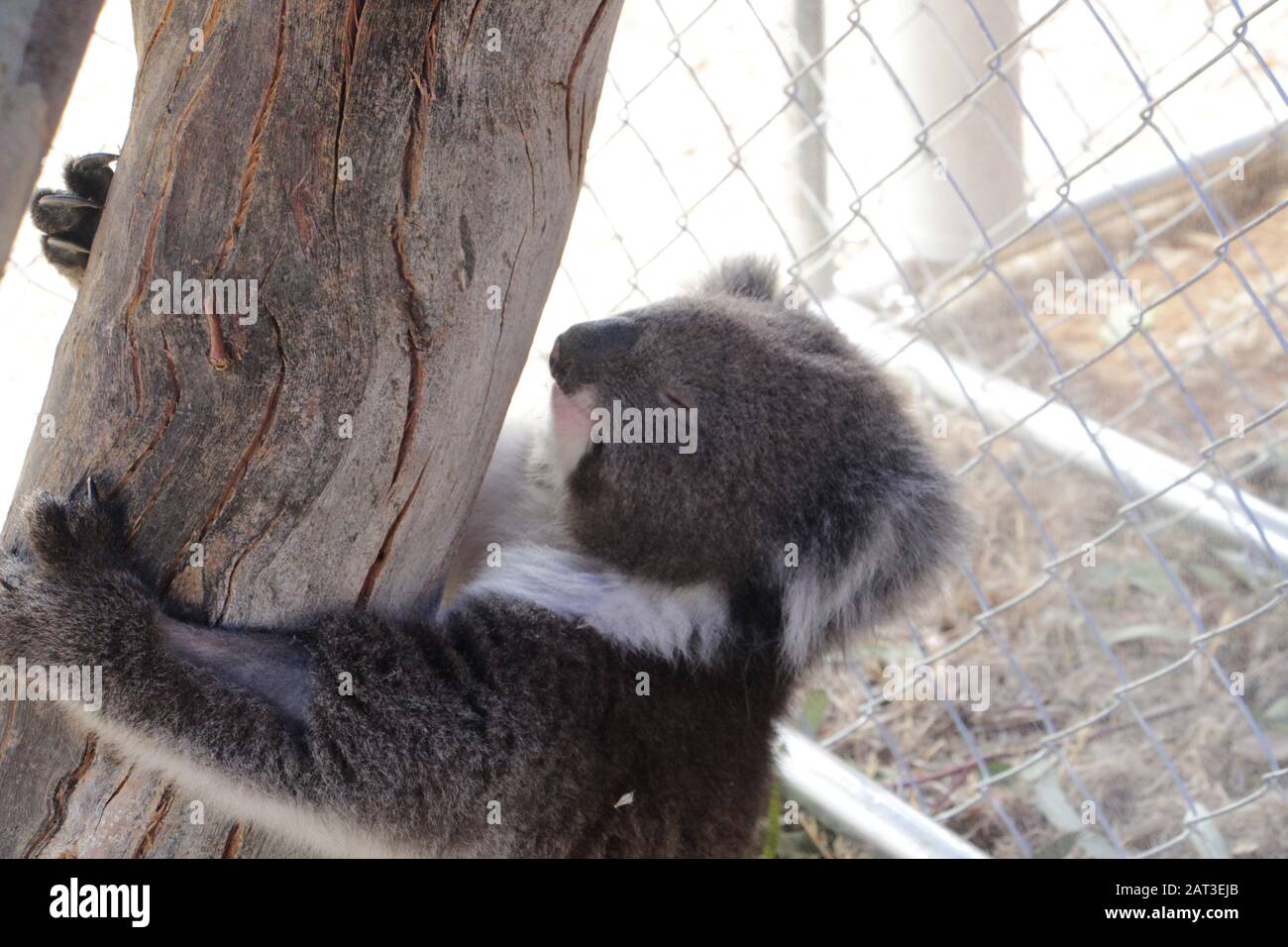 Adelaide, Australia. 28th Jan, 2020. A koala rests in Adelaide Koala ...