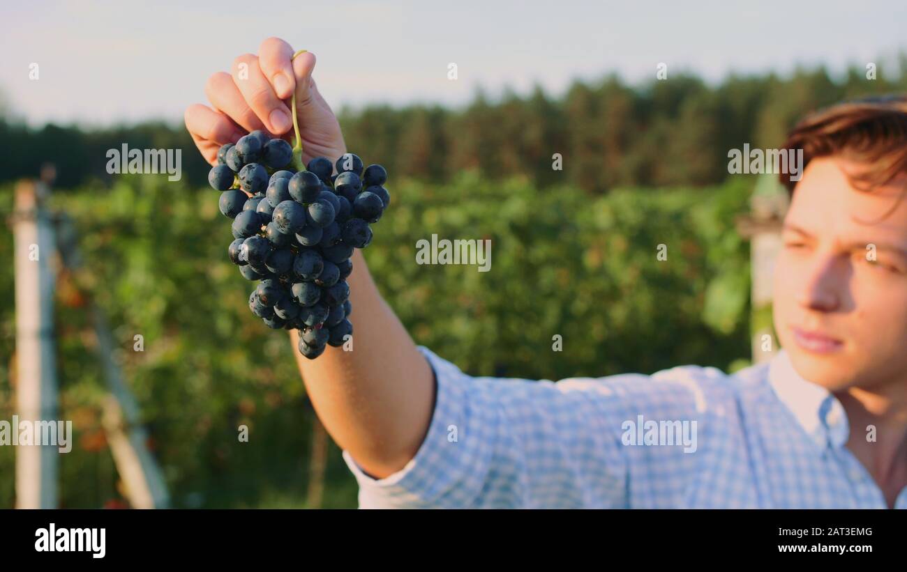 Man testing ripening of grapes. Side view of young man in shirt holding ...