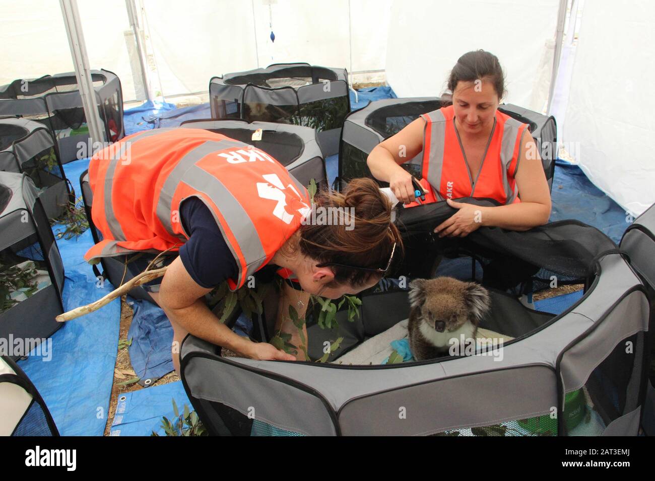 Adelaide, Australia. 28th Jan, 2020. Volunteers feed a koala in ...