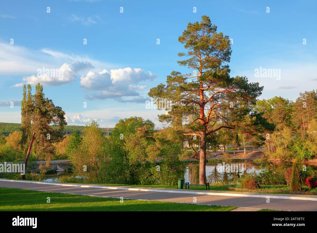 spring park with coniferous trees Stock Photo - Alamy