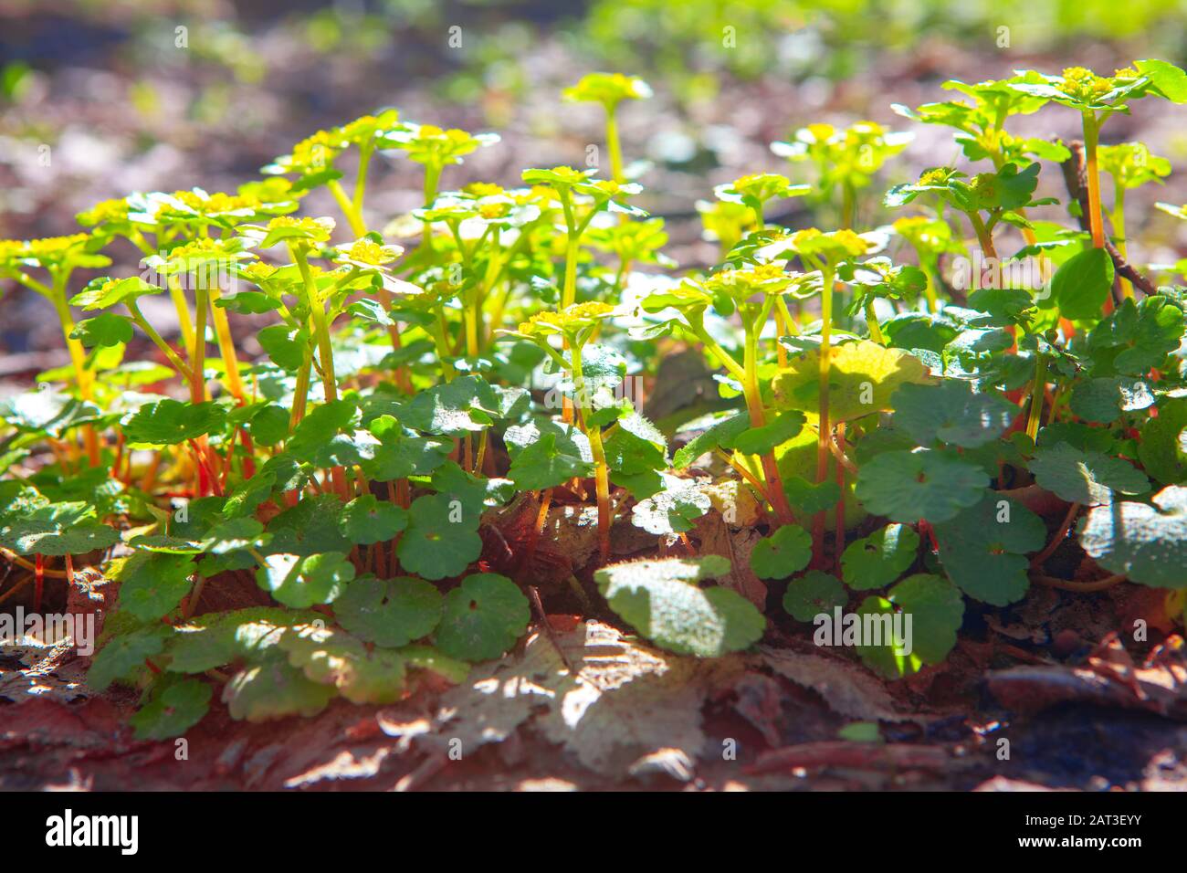Spring Plants Growing In Sunlight Stock Photo - Alamy