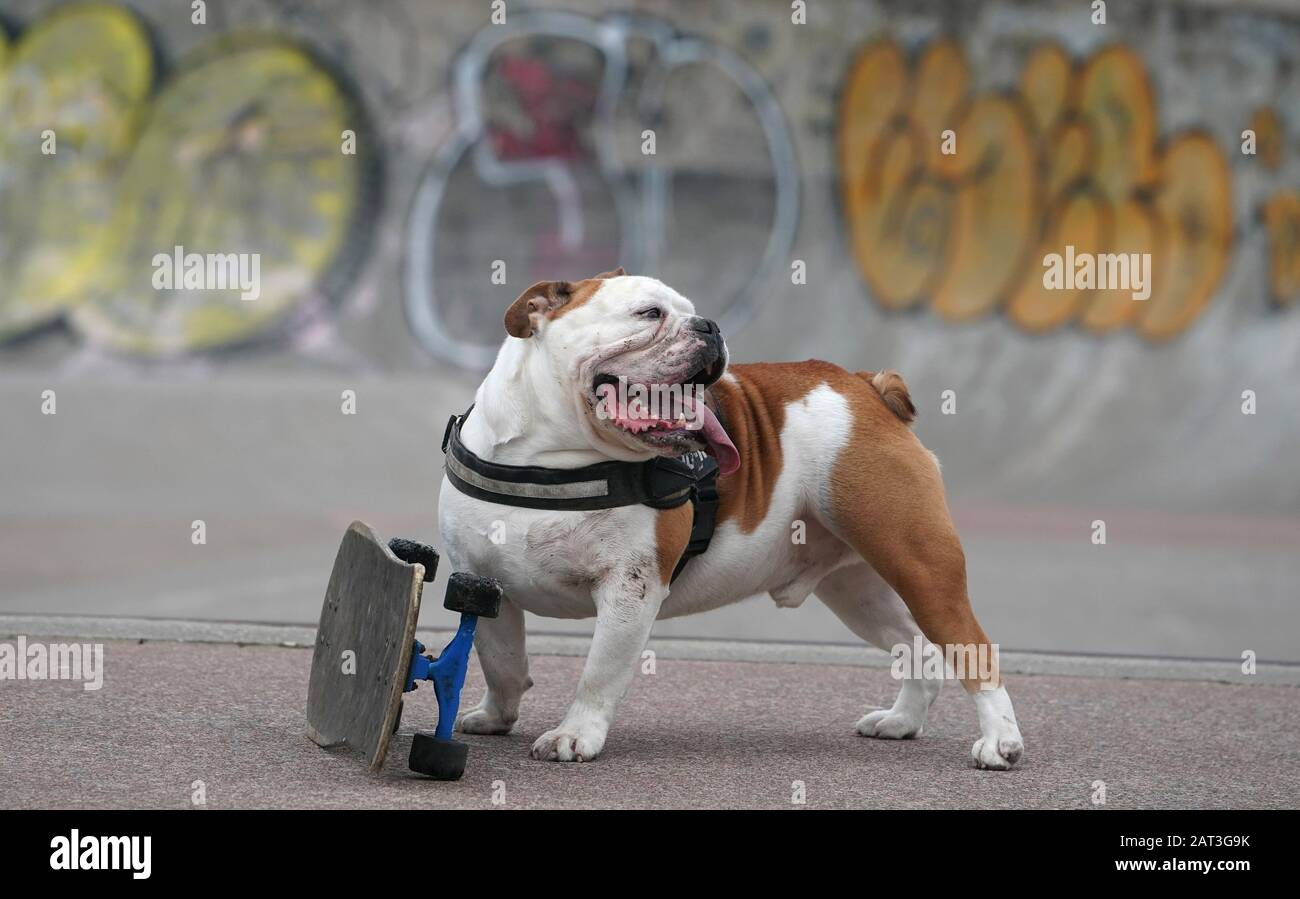 Skateboarding bulldog hi-res stock photography and images - Alamy