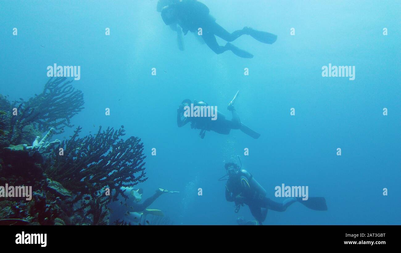 Scuba divers and coral reef with fishes in blue sea. Tropical ...