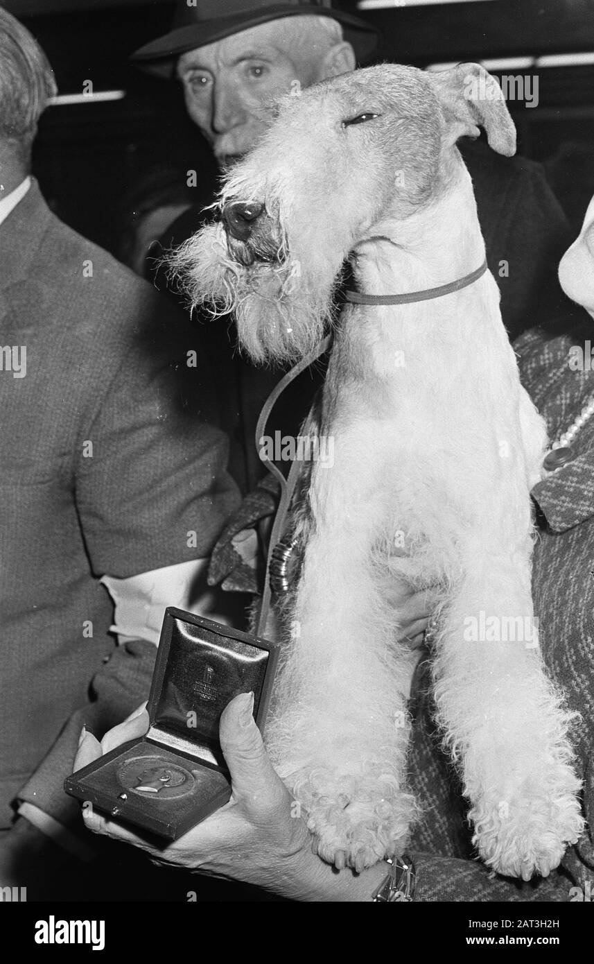 Dog exhibition in RAI. Winner all breeds became a fox-terrier Date: 19 ...