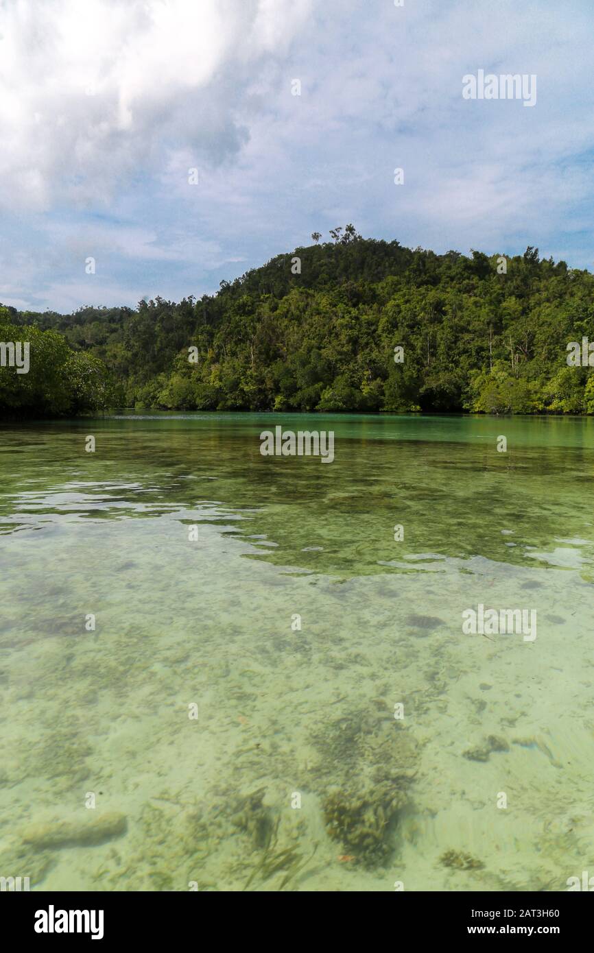 Green river trhought the dense jungle inthe frorest of Raja Ampat, West ...