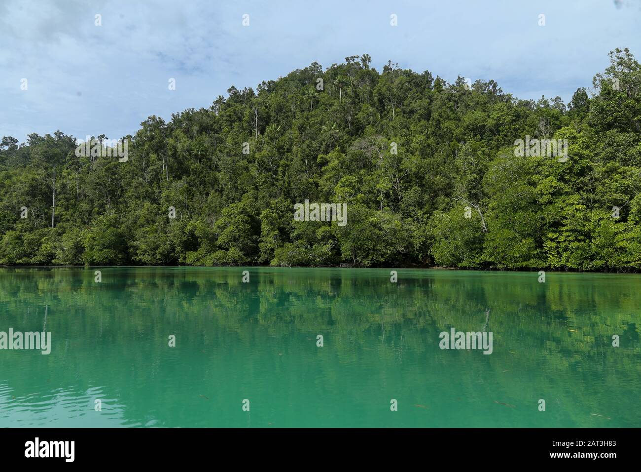 Green river trhought the dense jungle inthe frorest of Raja Ampat, West ...