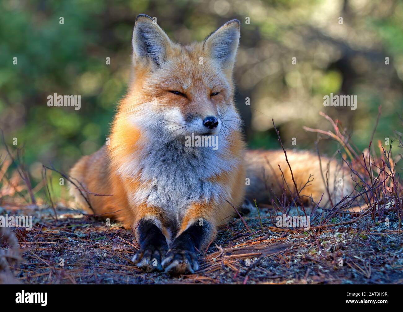Red fox (Vulpes vulpes) portrait closeup in Algonquin Park, Canada ...