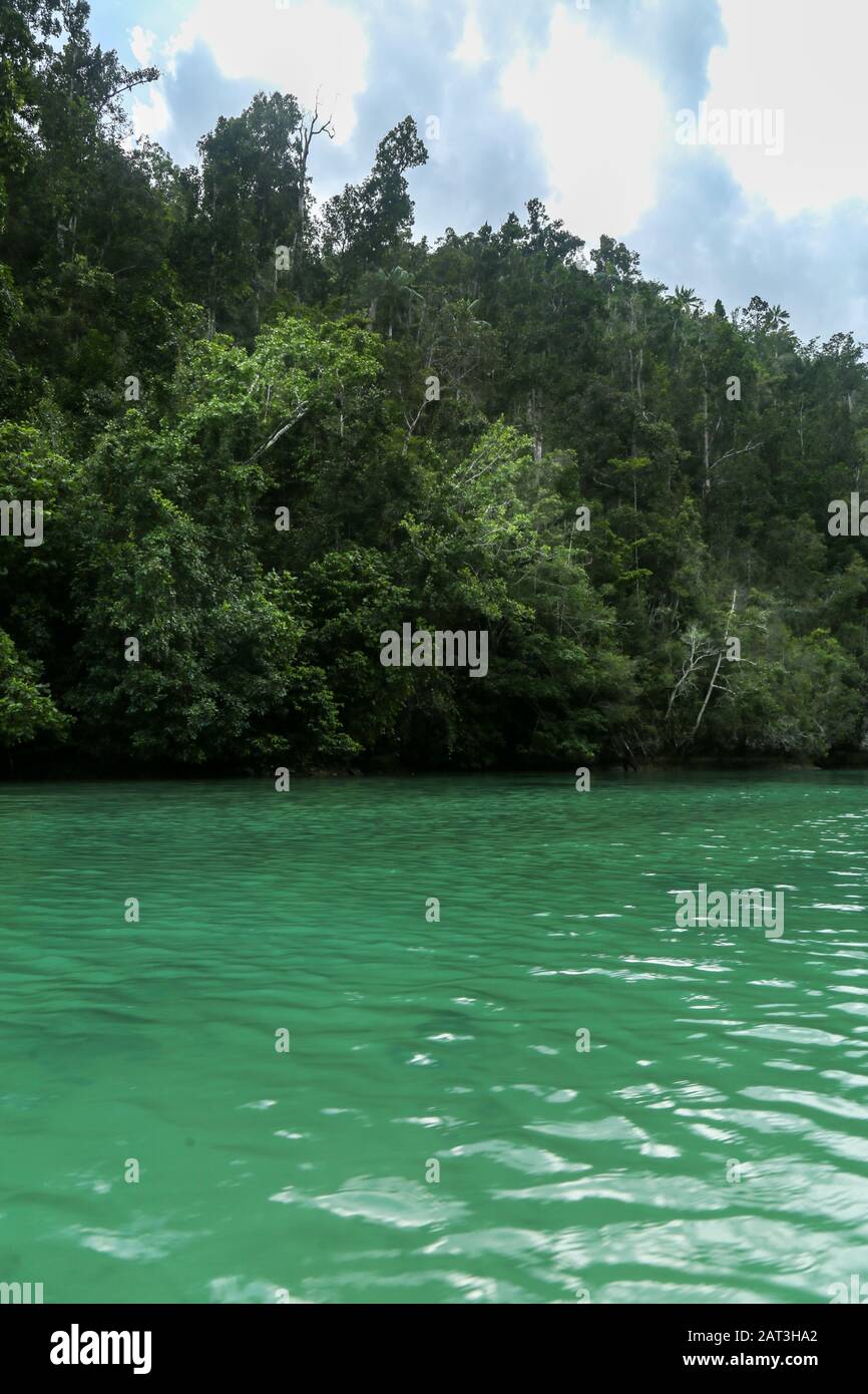 Green river through the dense jungle inthe frorest of Raja Ampat, West ...