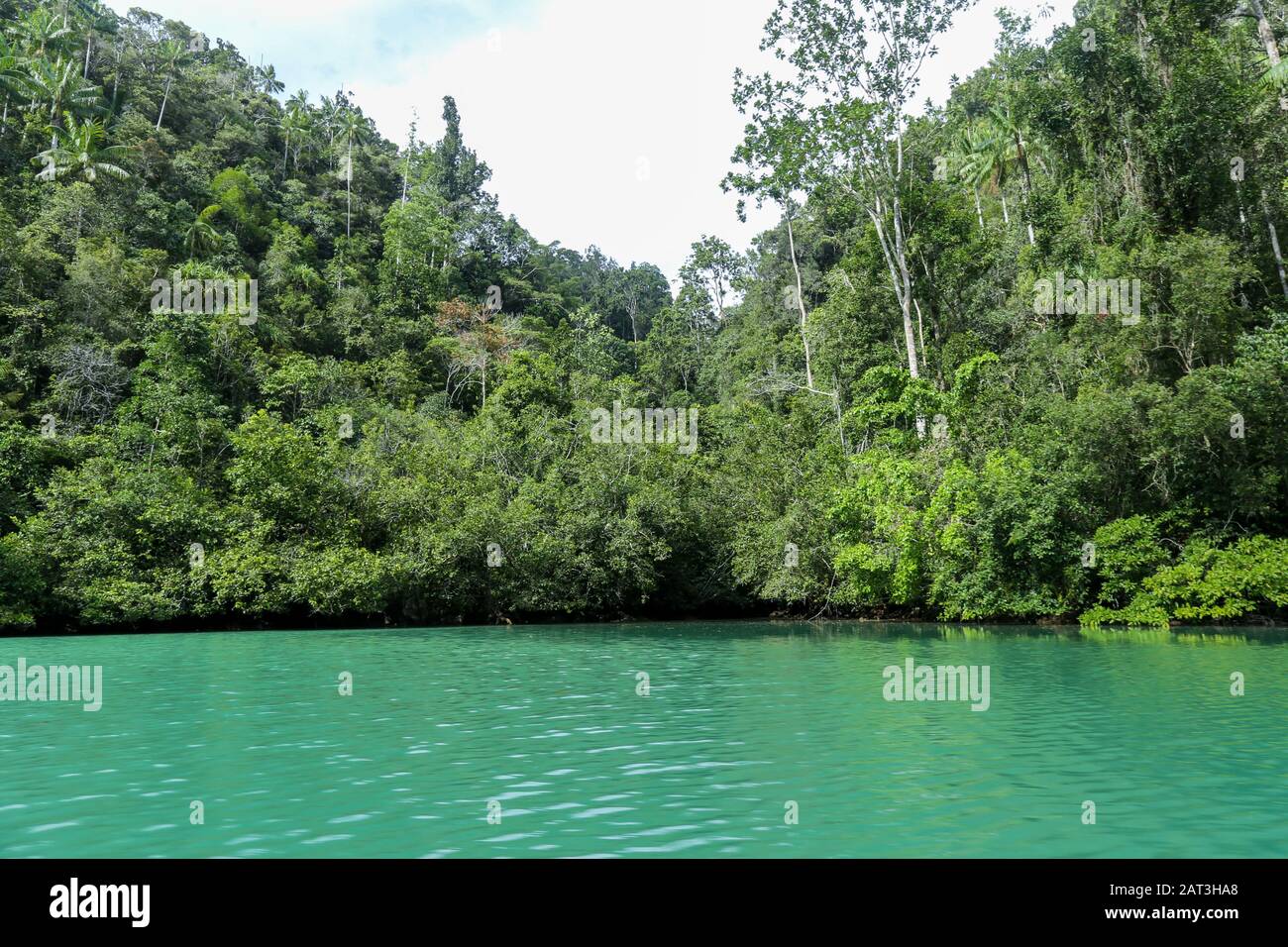 Green river through the dense jungle in the frorest of Raja Ampat, West ...