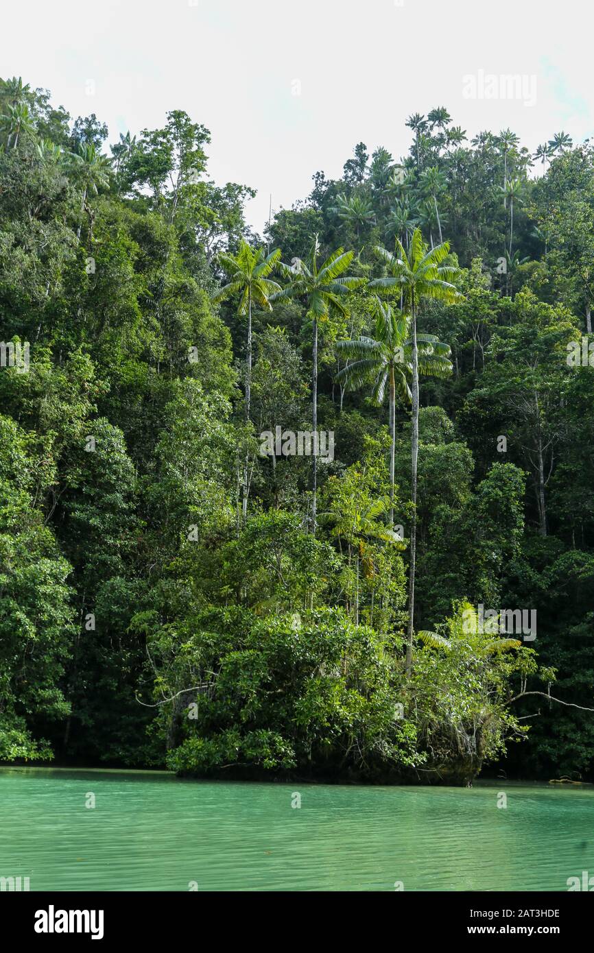 Green river through the dense jungle in the frorest of Raja Ampat, West ...